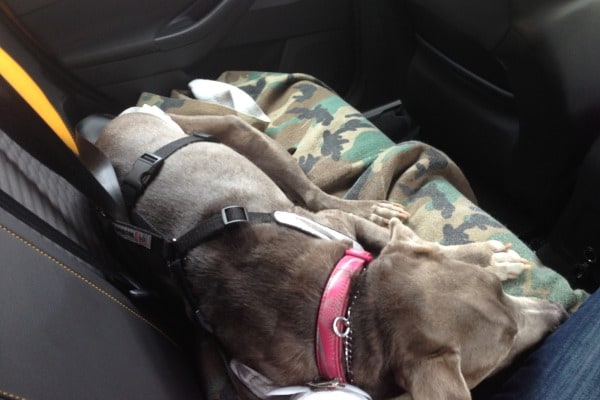 2013 Ford Focus ST Long-Term Road Test - Miscellaneous